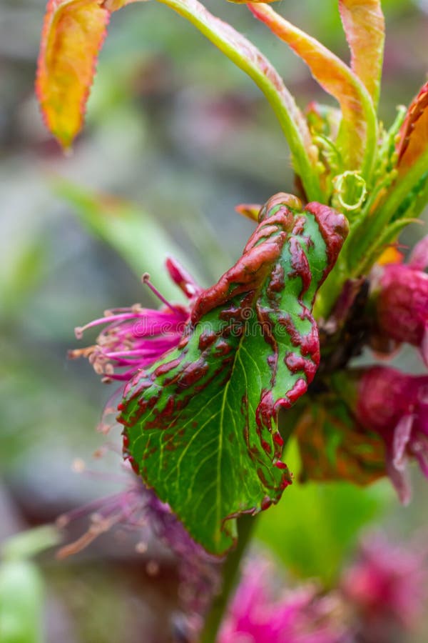 Sick Leaves on the Peach Tree. Taphrina Deformans Stock Photo - Image ...