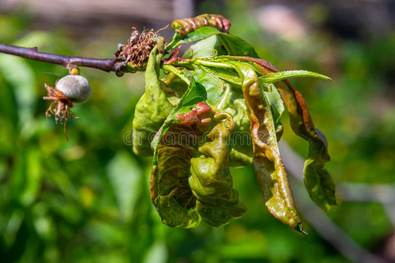Sick Leaves on the Peach Tree. Taphrina Deformans Stock Photo - Image ...