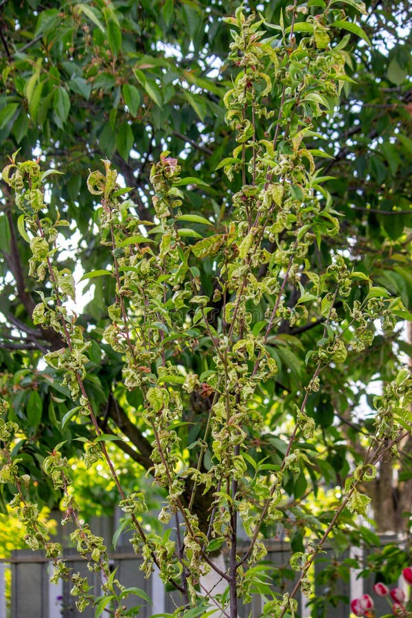 Sick Leaves on the Peach Tree. Taphrina Deformans. Stock Image - Image ...