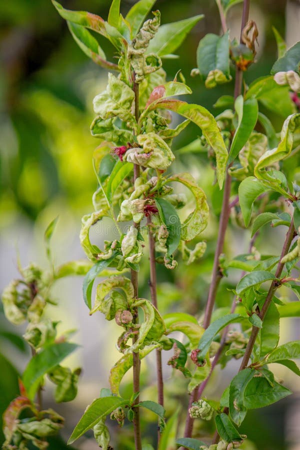 Sick Leaves on the Peach Tree. Taphrina Deformans. Stock Photo - Image ...