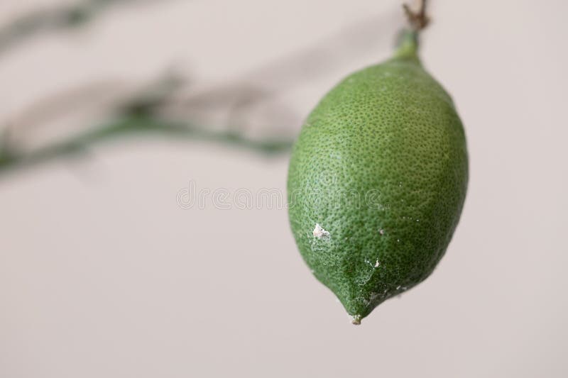 Sick Lemon without Leaves Affected by a Flour Mite Stock Image - Image ...