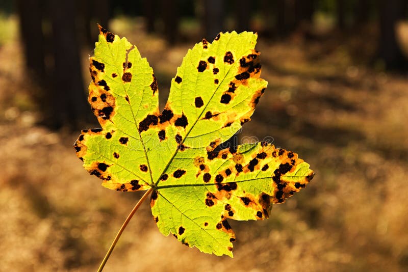 Sick maple leaf stock image. Image of bright, nature - 44434817
