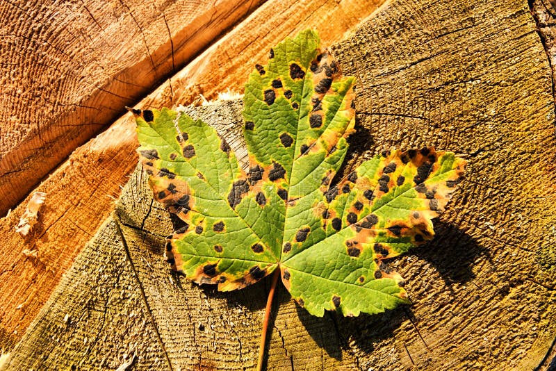 Sick maple leaf stock image. Image of colored, outdoors - 44435361