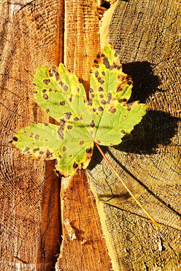 Sick maple leaf stock photo. Image of pattern, beautiful - 44434922