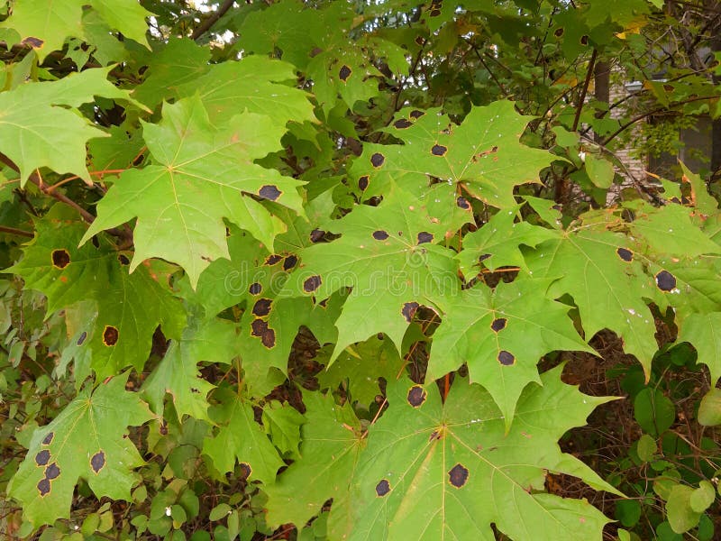 Sick Maple Leaves on Trees after Rain. Stock Photo - Image of leaf ...
