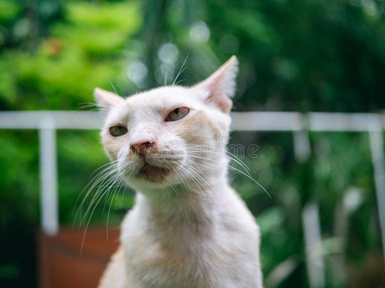 Sick Orange Cat with Nasal Mucus Stock Photo - Image of canine ...