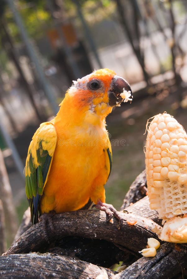 Sick parrot stock photo. Image of colorful, bird, wing - 5774170