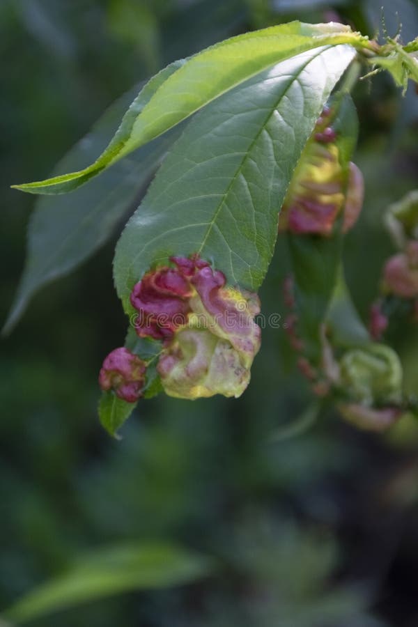 Sick Peach Tree Leaves, Agricultural Concept, Tree Diseases Stock Photo ...