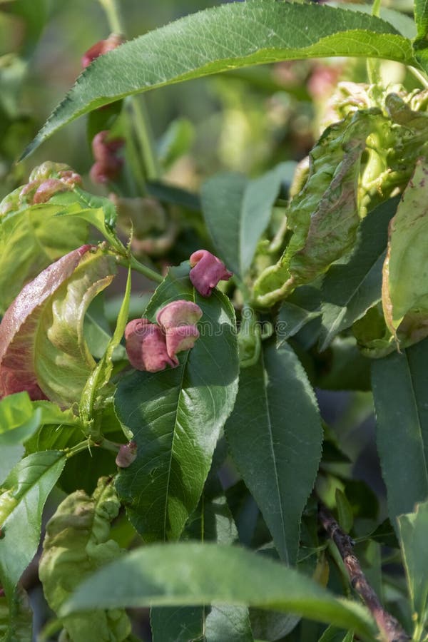 Sick Peach Tree Leaves, Agricultural Concept, Tree Diseases Stock Image ...