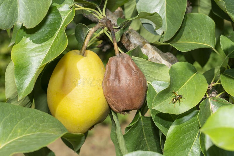 Sick Pear Tree in the Garden. Rotten Yellow Pear Fruit Close-up Macro ...