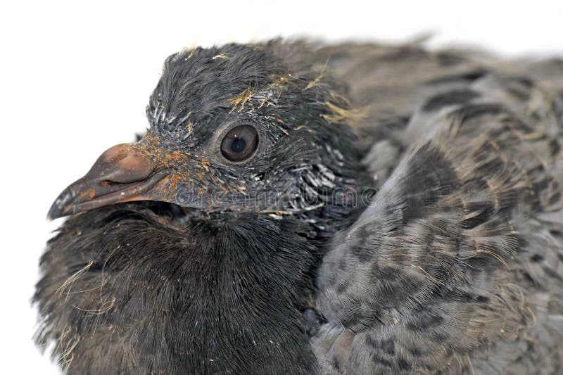 Sick Pigeon stock photo. Image of plucked, nestling, brood - 10911104