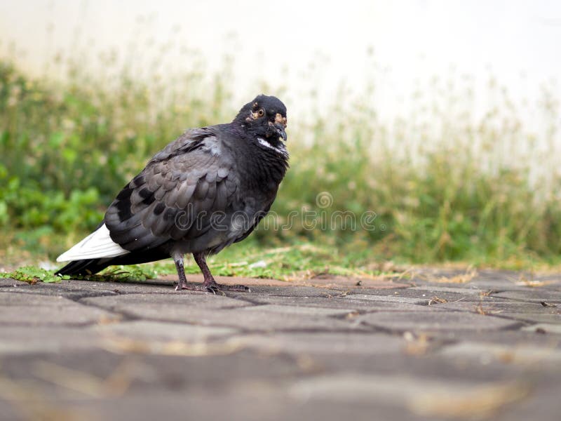 The Sick Pigeon - Sick Pigeon is on the Ground Stock Photo - Image of ...