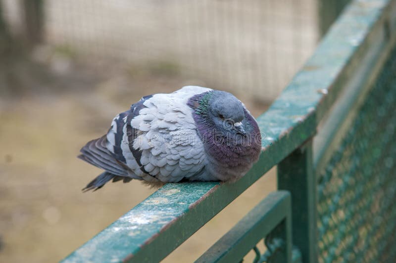Sick pigeon stock photo. Image of resting, wing, outside - 47460106