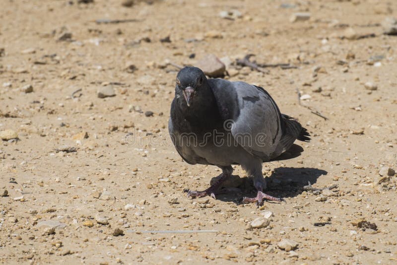 Sick Pigeon Bird on the Floor in Garden Stock Photo - Image of dirt ...