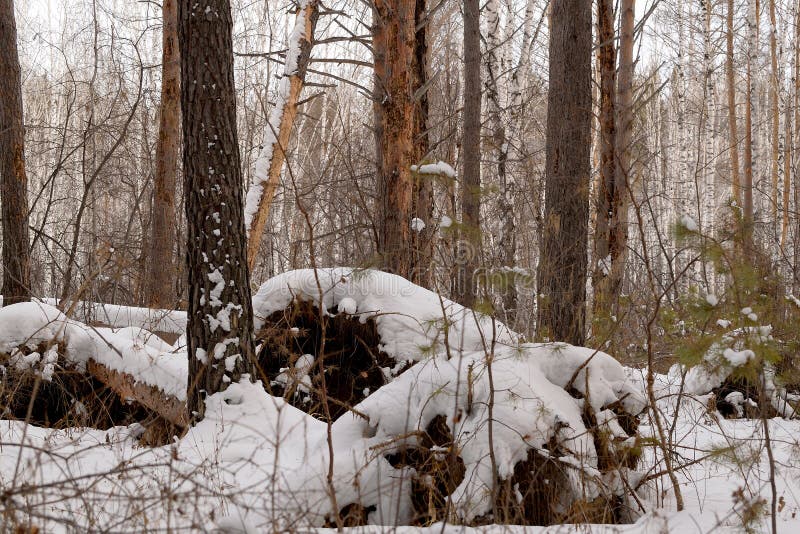 Sick pine forest stock photo. Image of mountain, dying - 242446244