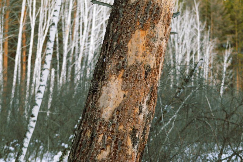 Dried Pine with Fallen Bark Stock Photo - Image of firewood, struggle ...