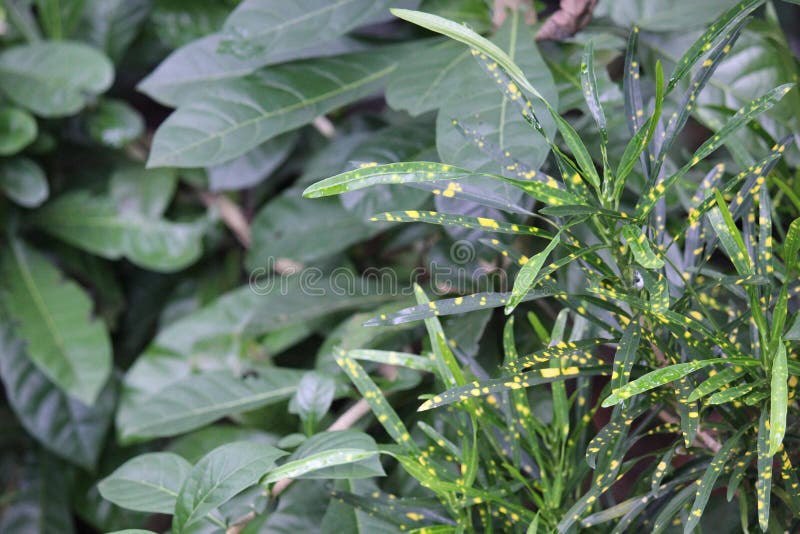 Sick Plant with Two Small Green Leaves in a Pot of Silvery Color Stock ...