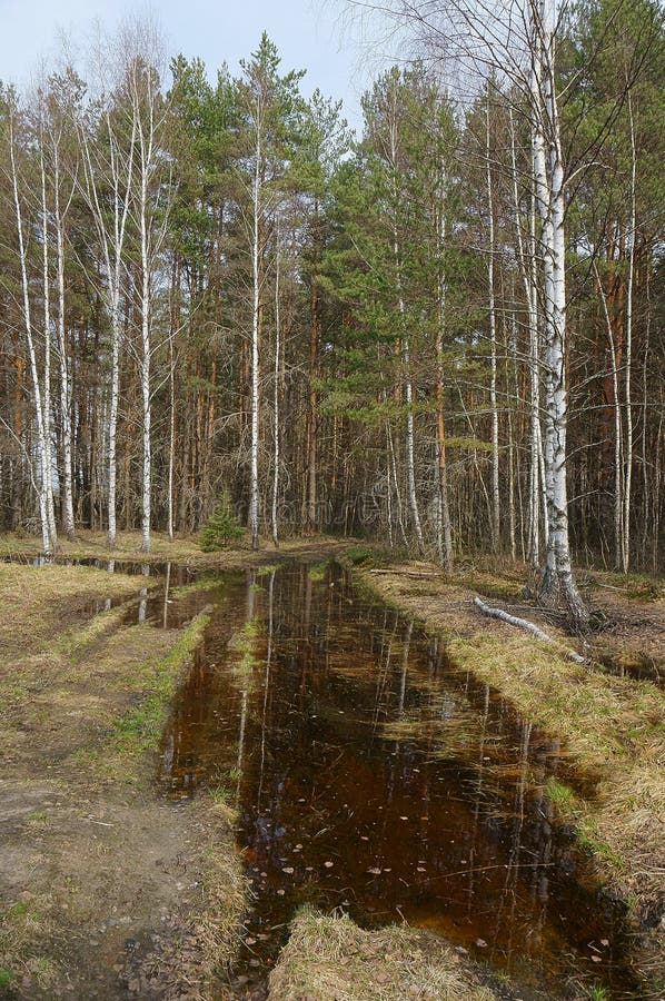 Spring in the forest stock image. Image of color, road - 100292275