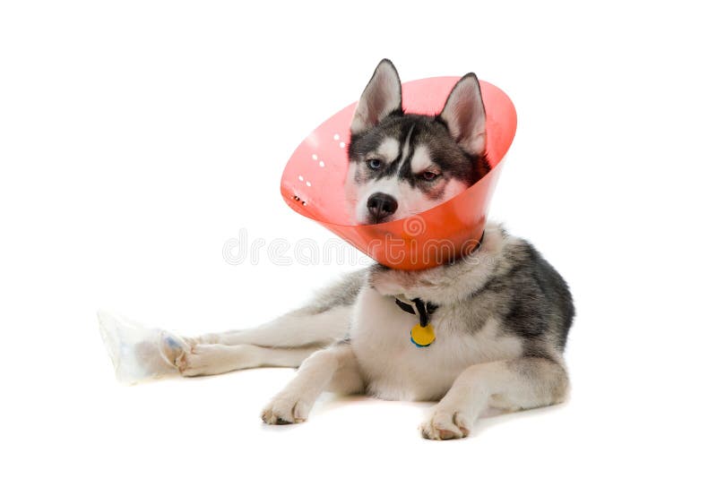 464 Sick Husky Stock Photos - Free & Royalty-Free Stock Photos from ...