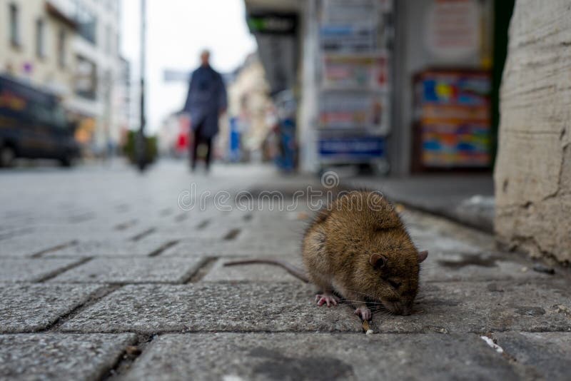 150 Sick Rat Stock Photos - Free & Royalty-Free Stock Photos from ...