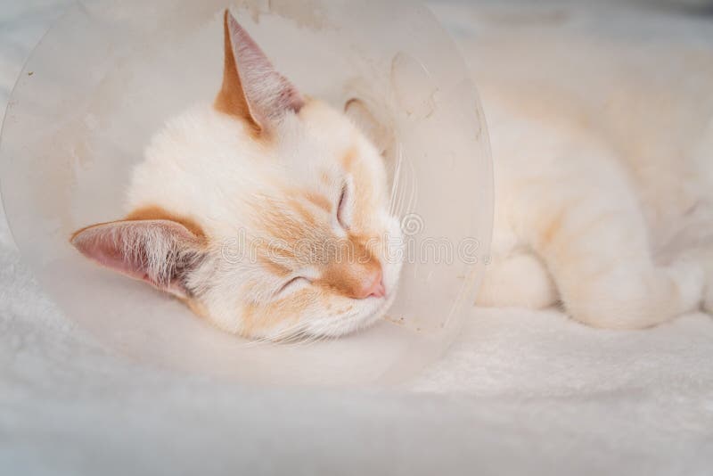 Sick Red Point Domestic Cat (Thai Siamese) Sleeping after Doctor Visit ...