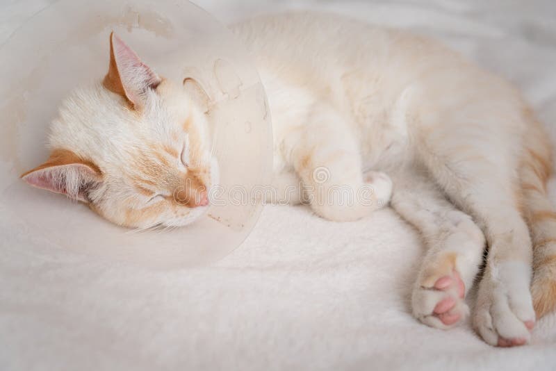 Sick Red Point Domestic Cat (Thai Siamese) Sleeping after Doctor Visit ...