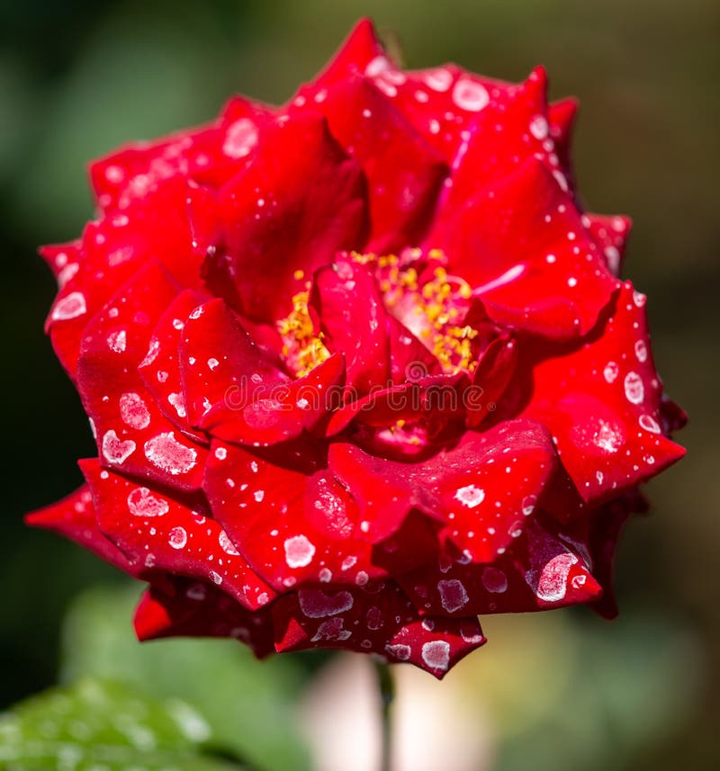 Sick red rose in the park stock photo. Image of color - 179598612