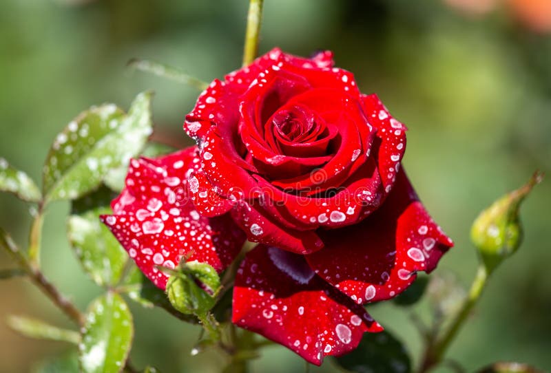 Sick red rose in the park stock photo. Image of rose - 180074294