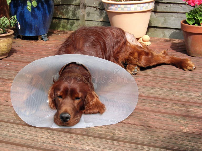 Sick Redsetter Wearing a Cone Stock Image - Image of white, bills: 19463569