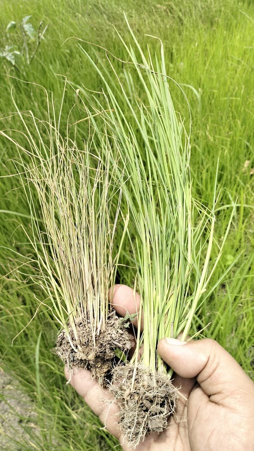 Sick Rice Seedlings before Planting Stock Photo - Image of seedlings ...