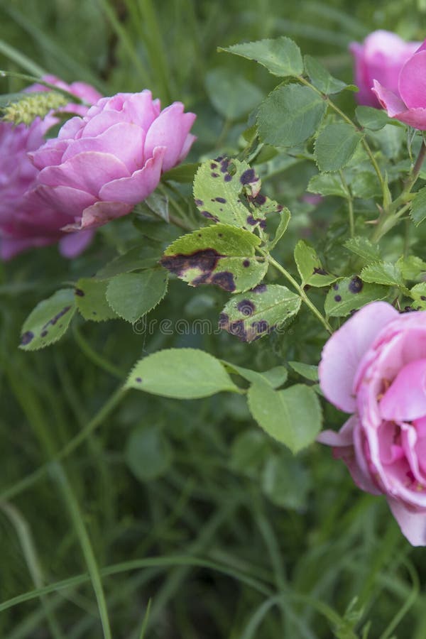 Sick Rose Bush, Damaged by Various Diseases and Pests Close Up Stock ...