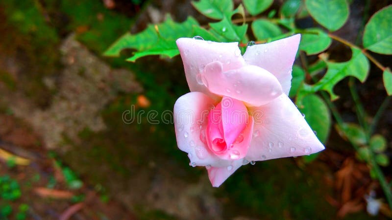 Sick Rose Bush, Damaged by Various Diseases and Pests Stock Photo ...