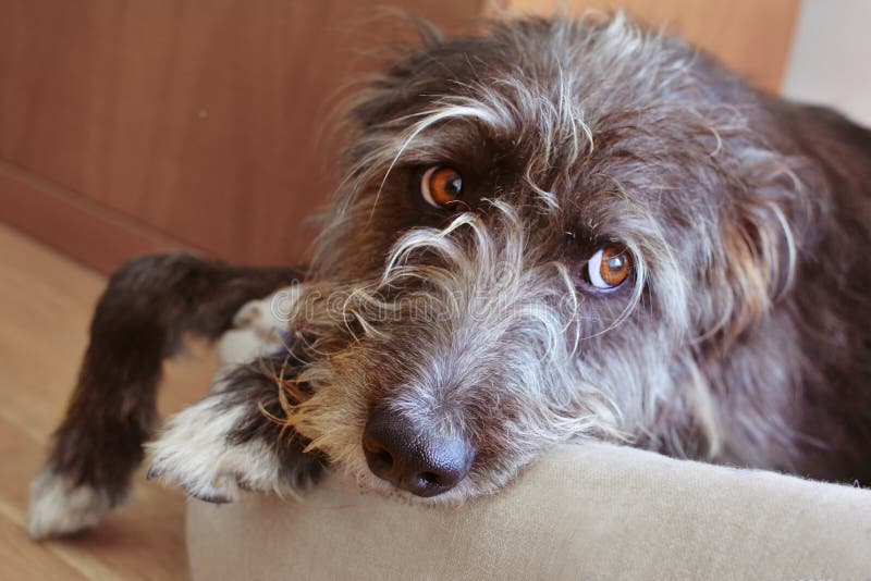 SICK or SAD DOG FACE EXPRESSION on BED Stock Image - Image of mascot ...