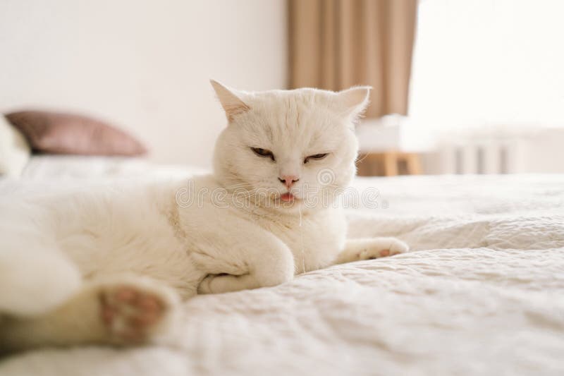 A Sick Scottish Cat is Lying on the Sofa. Stock Image - Image of feline ...