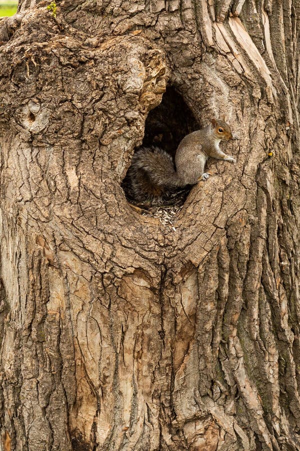 Sick Skin Squirrel with Various Rashes Stock Photo - Image of 2021 ...