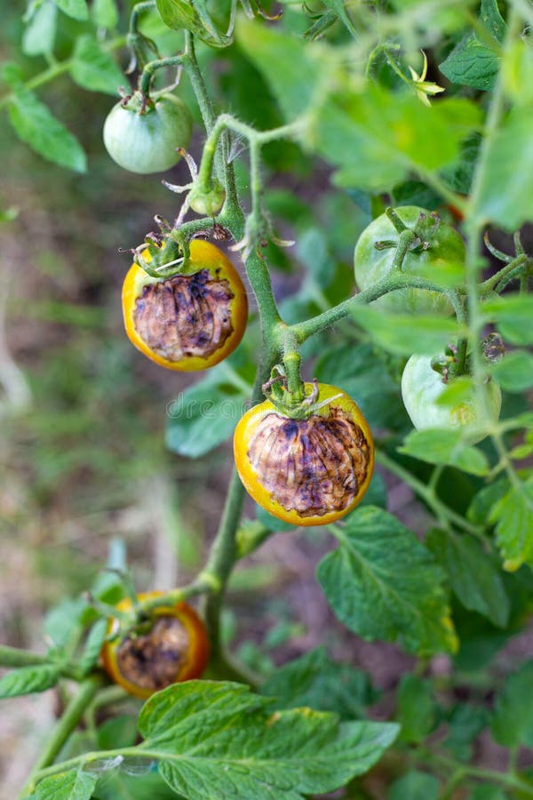 Sick, Spoiled Tomatoes with Spots Grow on the Bush. Vegetables Affected ...