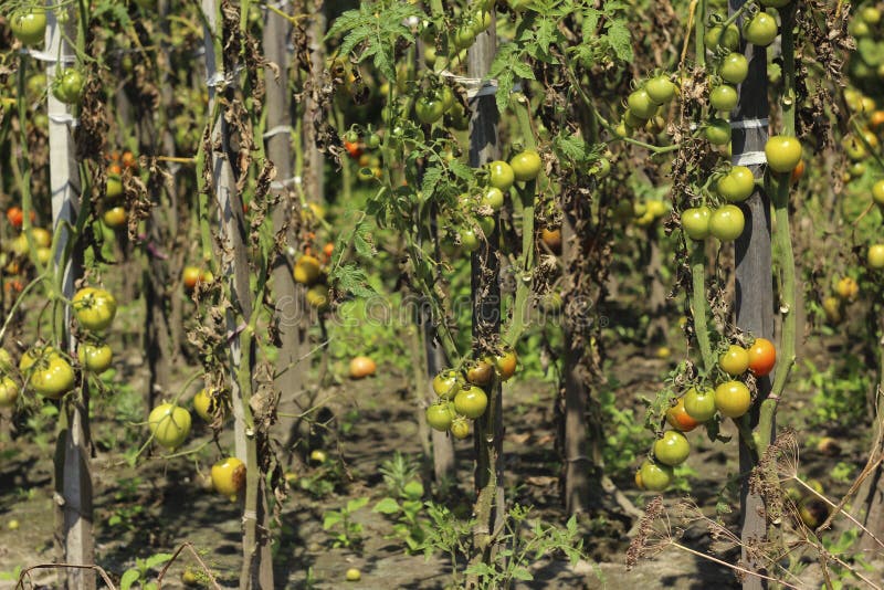 Sick Tomatoes in the Garden, the Vegetables Infected with Late Blight ...