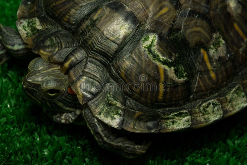 Sick Tortoise with Spots on the Shell Stock Image - Image of reptile ...