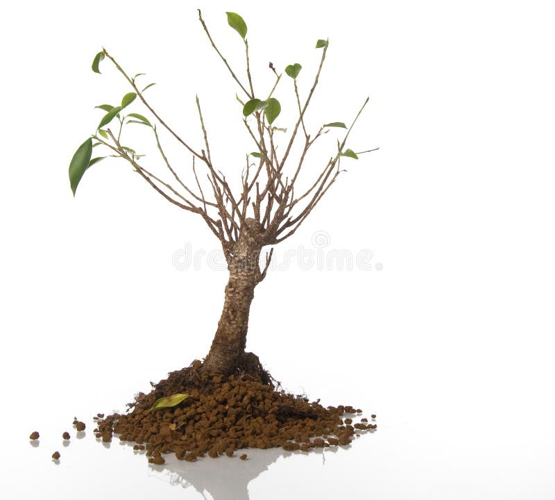 Sick tree stock image. Image of sick, isolated, plant - 6584091