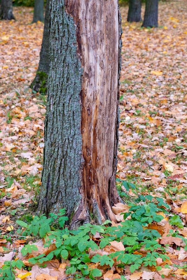 Sick tree without bark stock image. Image of plant, dead - 259998177