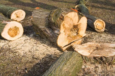 Sick tree felled stock photo. Image of sunny, fell, root - 13486772