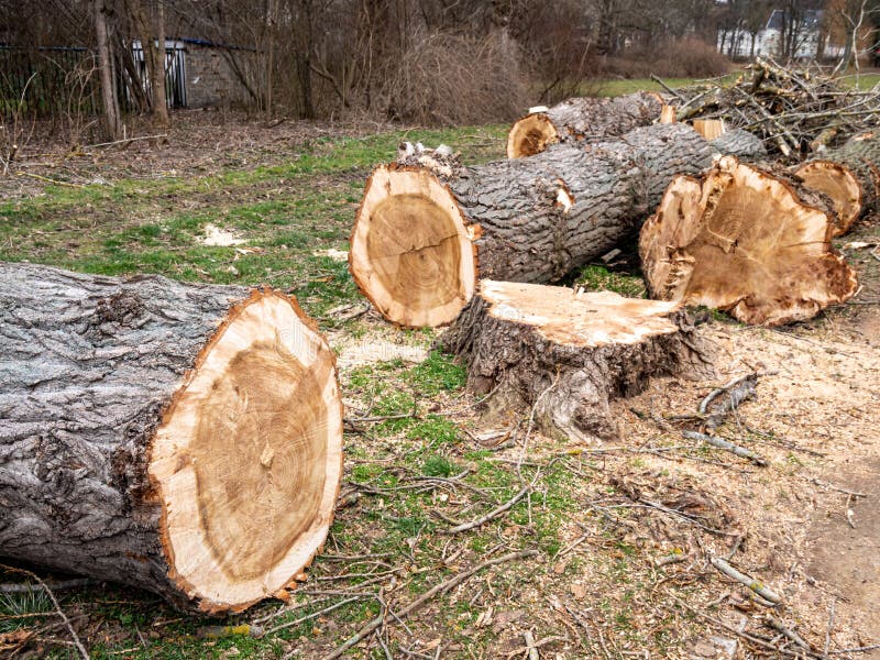 Sick tree felled stock photo. Image of sunny, fell, root - 13486772