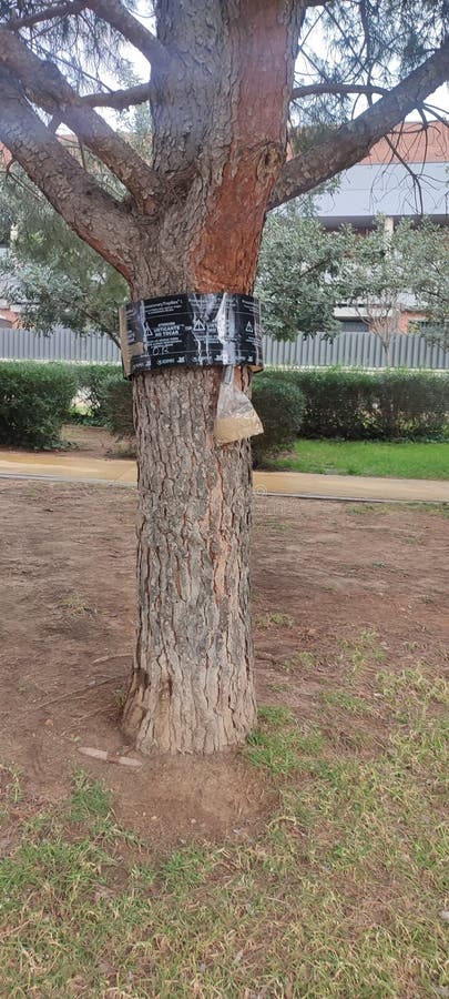 Sick Tree Looking Cure Stock Photos - Free & Royalty-Free Stock Photos ...