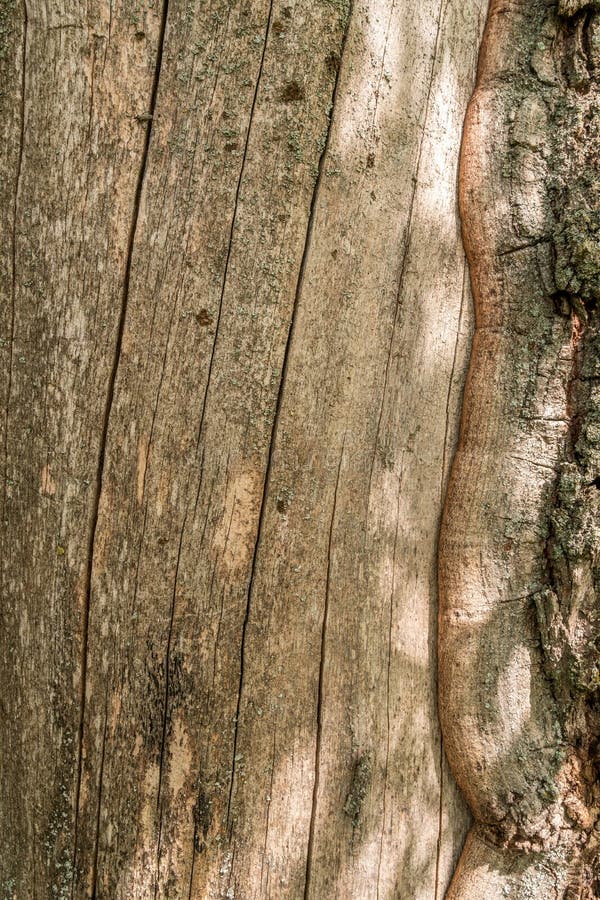 Sick Tree without Part of Bark Stock Image - Image of natural, pattern ...