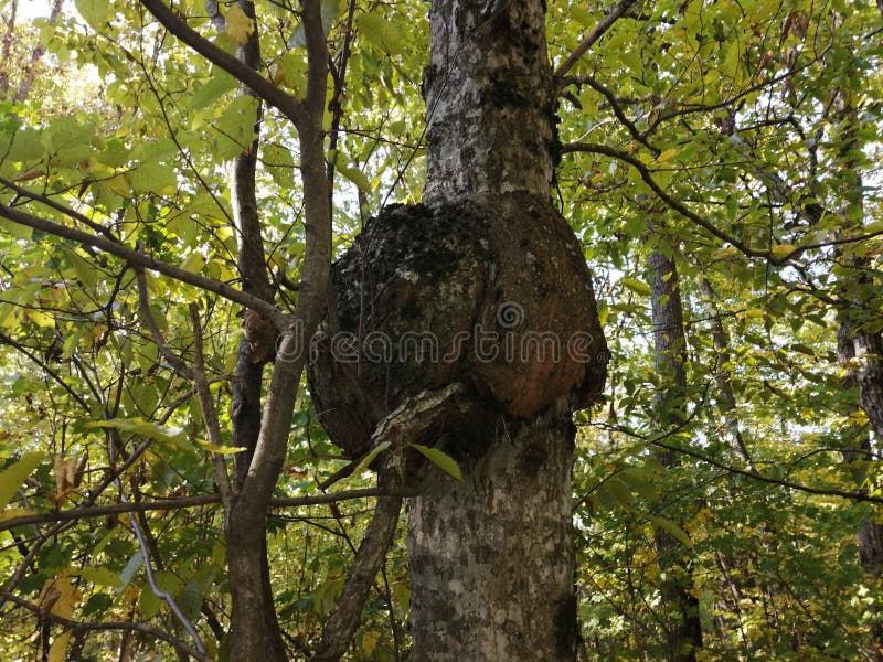 Sick tree stock photo. Image of wood, fungus, excrescence - 160932188