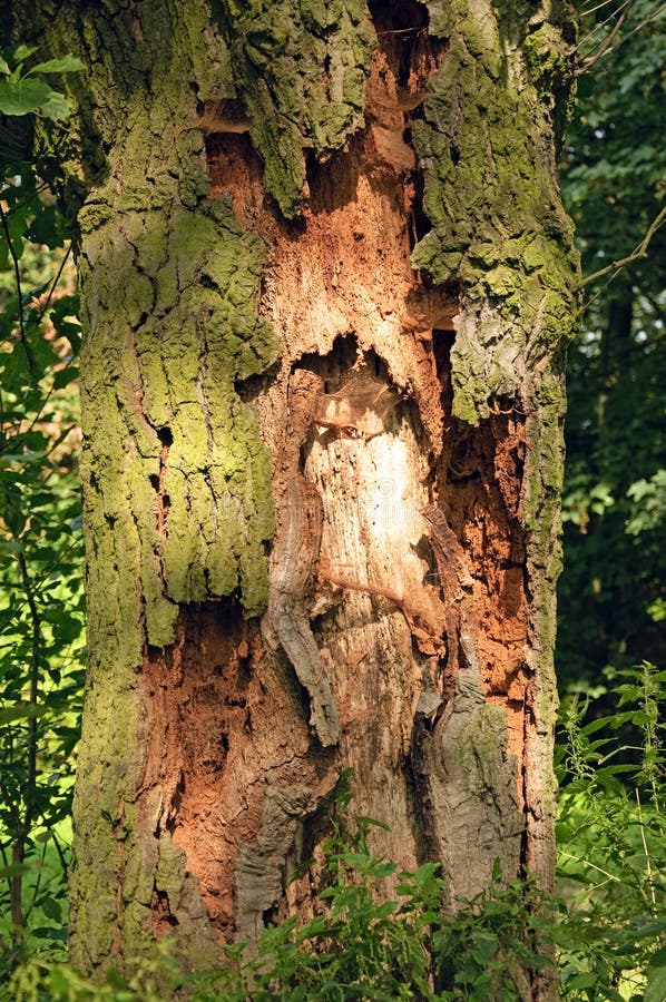 Sick trunk of a tree stock image. Image of nature, bark - 21321191