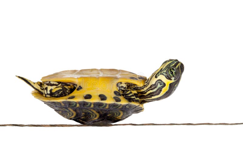 Sick turtle stock photo. Image of upside, turtles, turtle - 16400822
