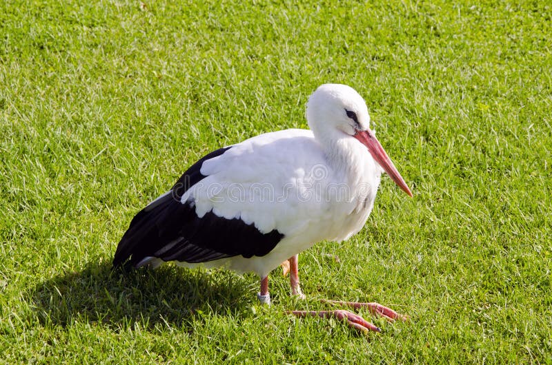 Sick white stork on grass stock image. Image of beauty - 21901855