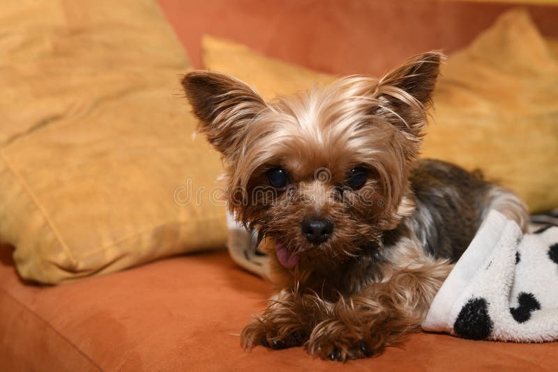 Sick yorkie stock photo. Image of coronavirus, italy - 175469732