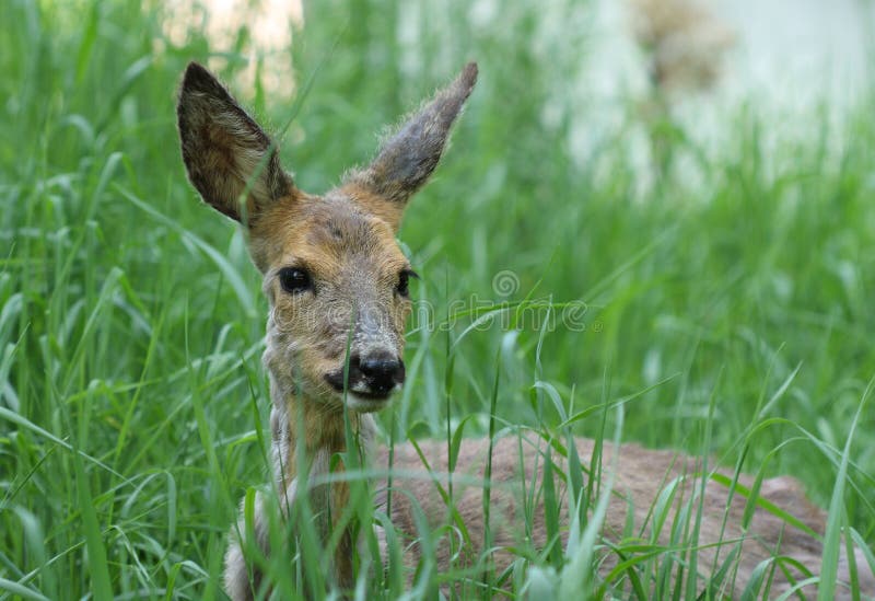 192 Sick Deer Stock Photos - Free & Royalty-Free Stock Photos from ...